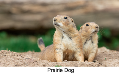 Prairie Dog